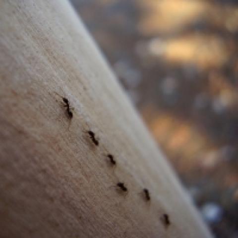 Ants in Space? That's a Good Thing | TechWell